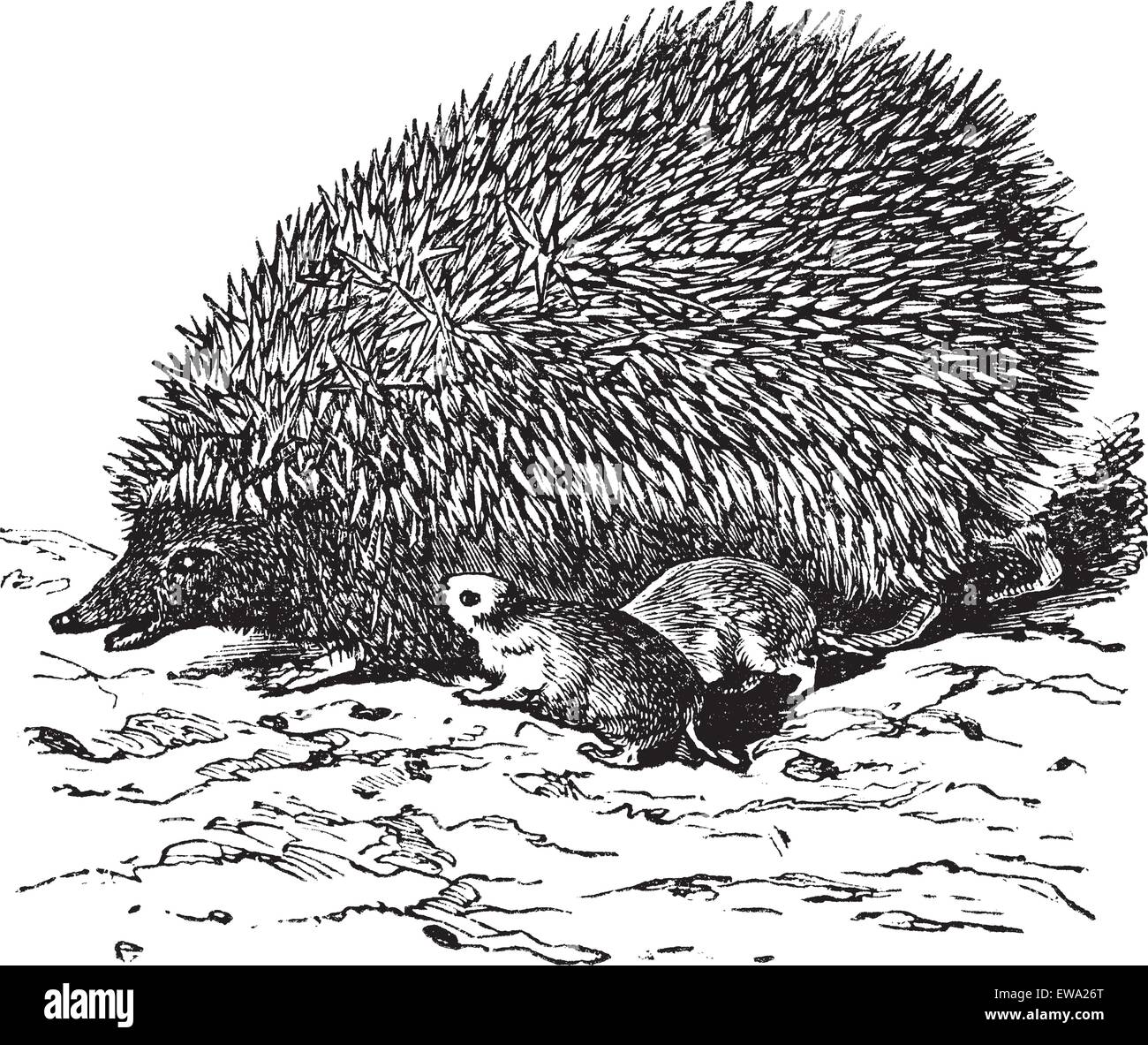 Cute european hedgehog Stock Vector Images - Alamy