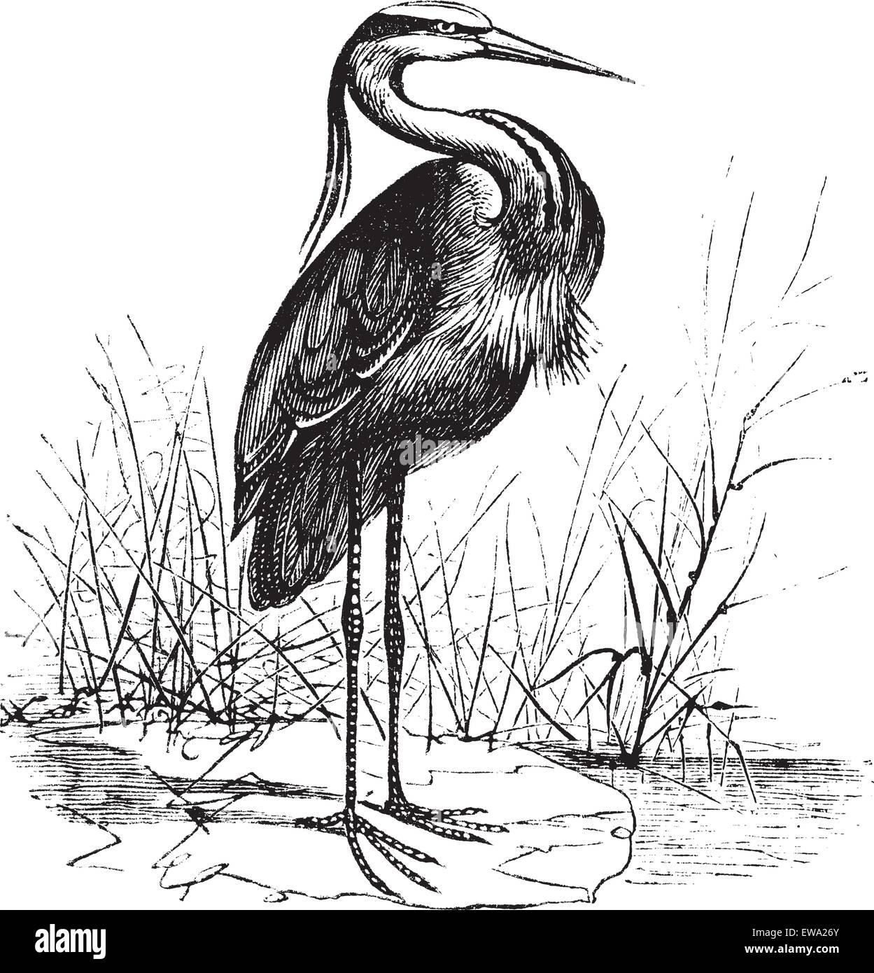 Common heron picture Stock Vector Images - Alamy
