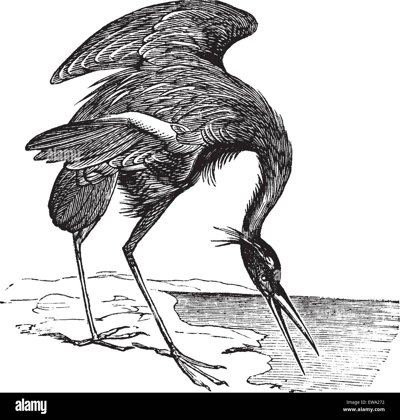 Great Blue Heron (Ardea herodias) vintage engraving. Old engraved ...