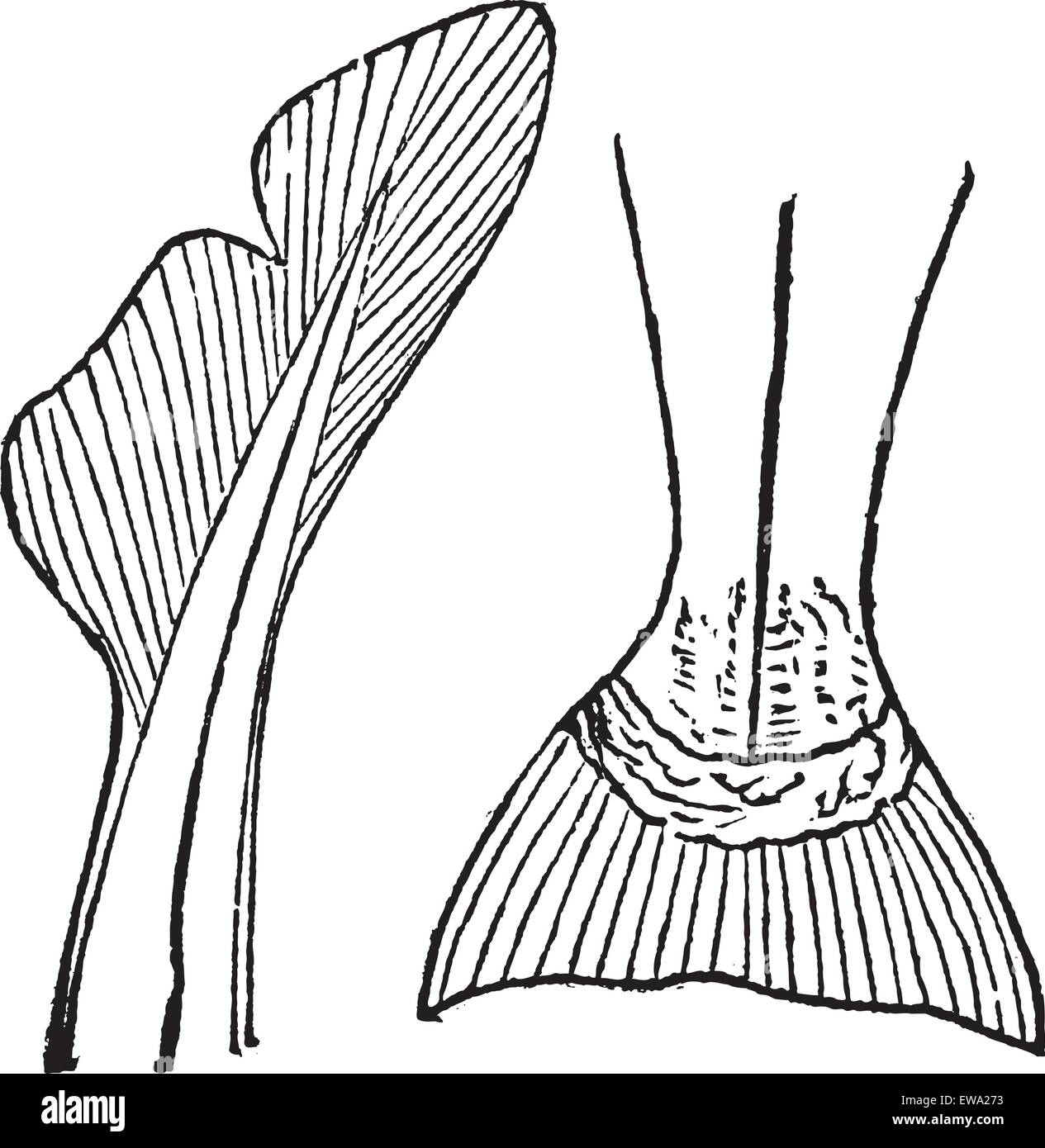 Animal anatomy etching Stock Vector Images - Alamy