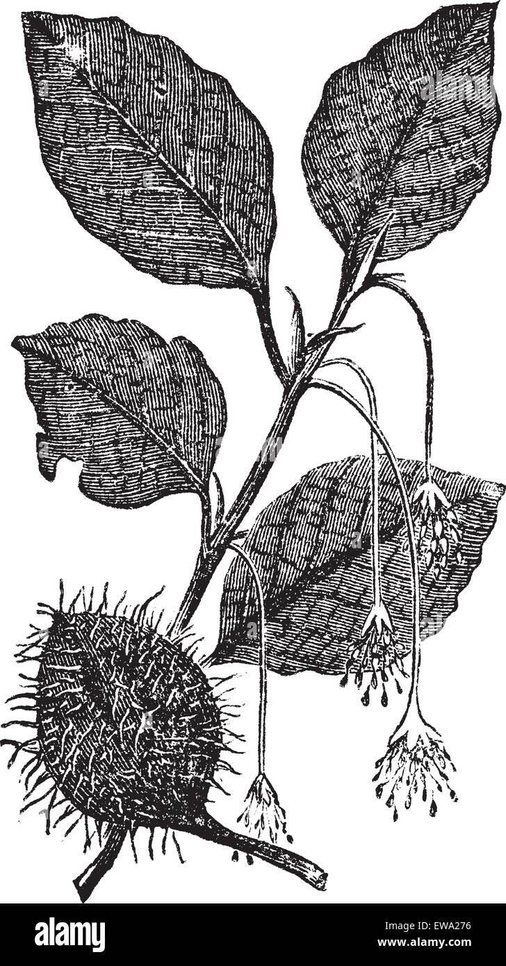 Leaves, flowers and fruit of the beech vintage engraving. Old engraved ...