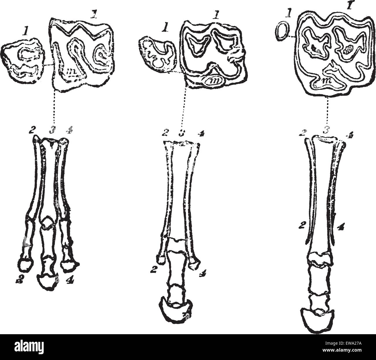 Hipparion hi-res stock photography and images - Alamy