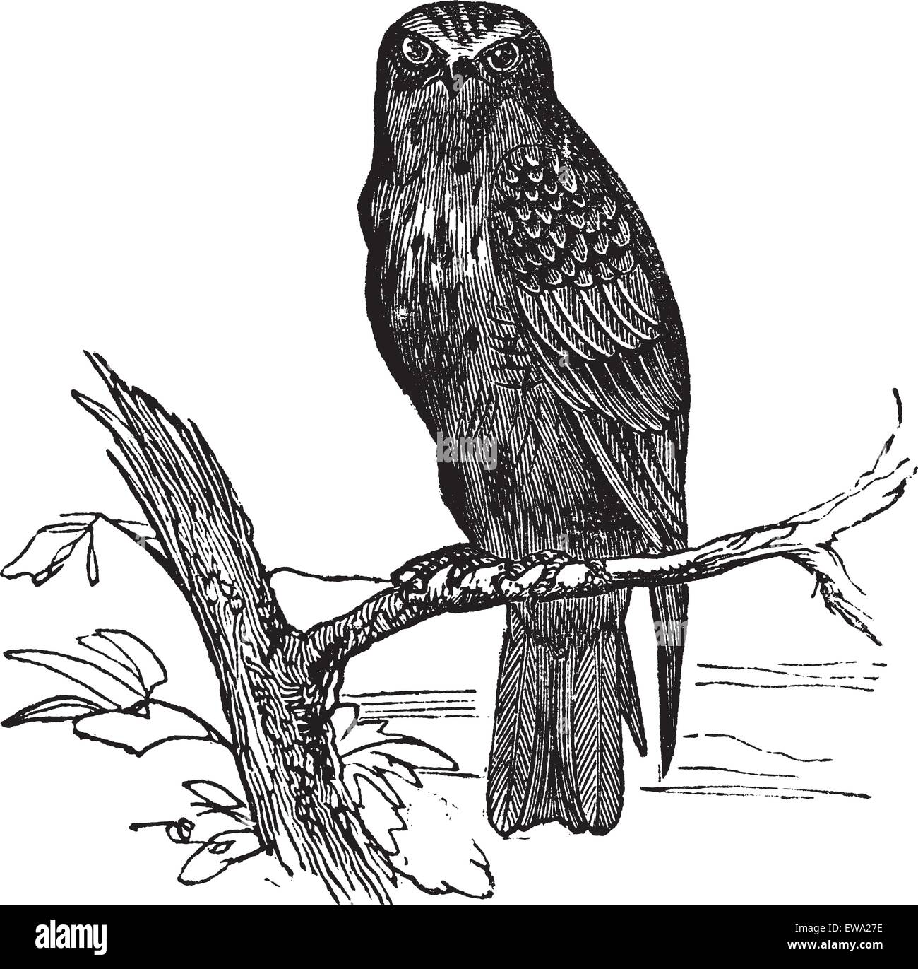 Falco subbuteo illustration hi-res stock photography and images - Alamy