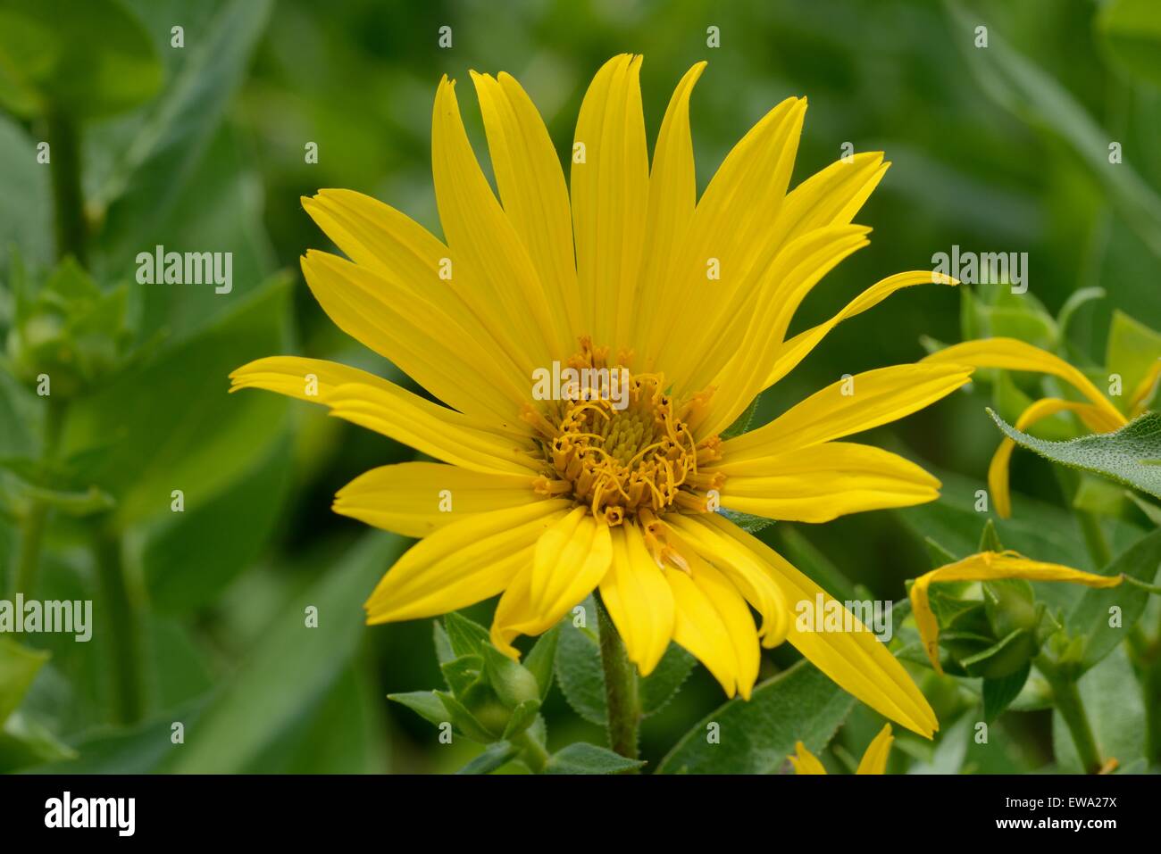 Compass plant hi-res stock photography and images - Alamy