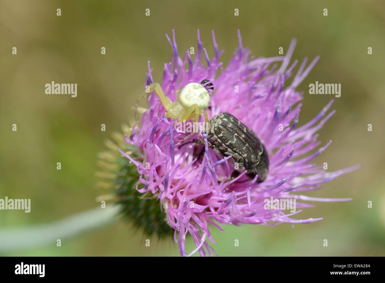 Spangled flower beetle hi-res stock photography and images - Alamy