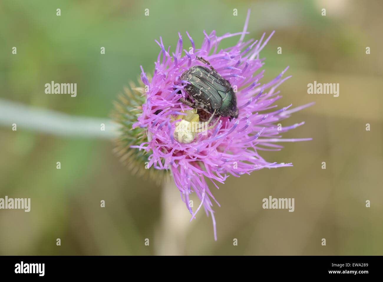 Texas thistle with crab spider and Spangled Flower Beetle Stock Photo ...