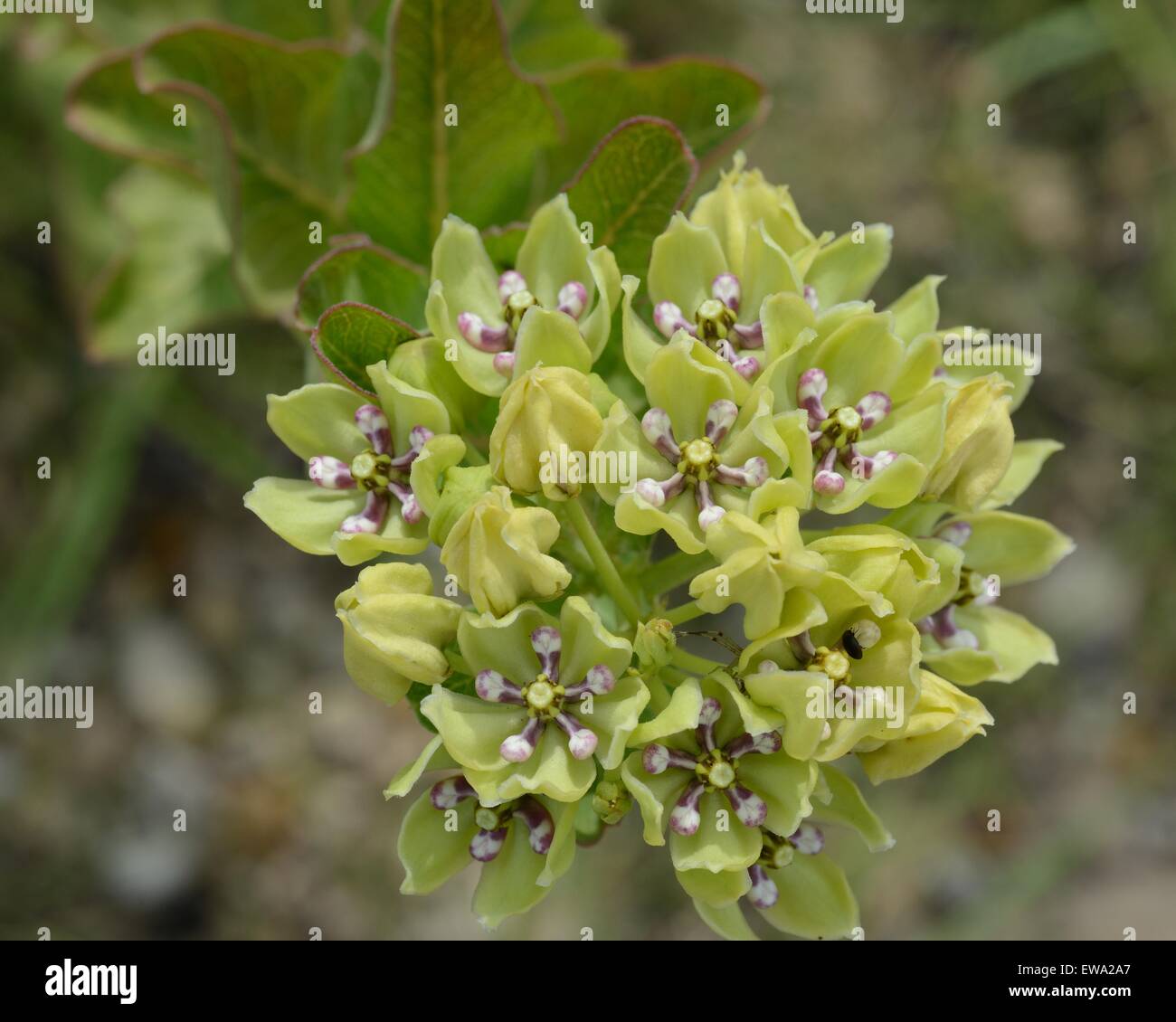 Asclepias Viridis High Resolution Stock Photography and Images - Alamy