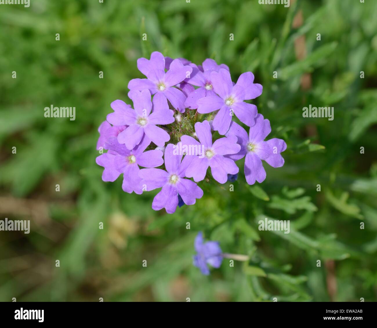 Purple Prairie Wildflower High Resolution Stock Photography and Images ...