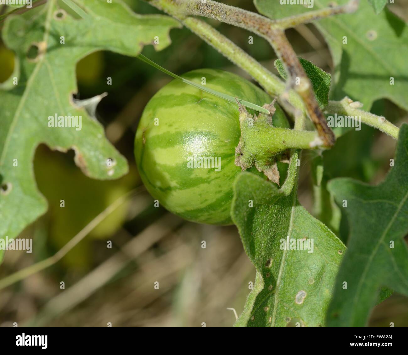 Nightshade hi-res stock photography and images - Alamy