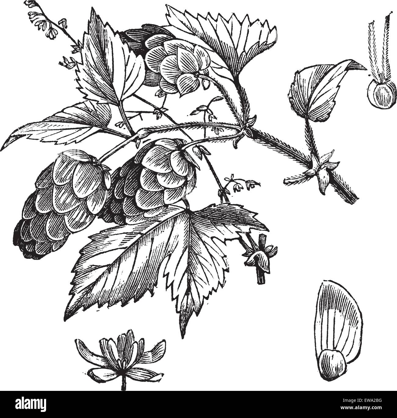 Humulus lupulus plant Stock Vector Images - Alamy