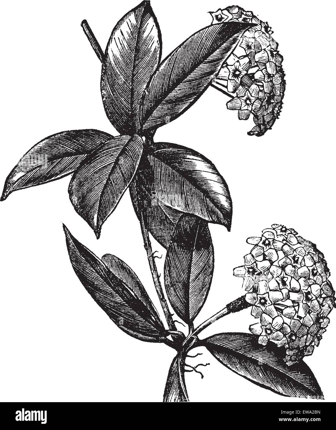 Hoya carnosa or wax plant, vintage engraving. Old engraved illustration ...