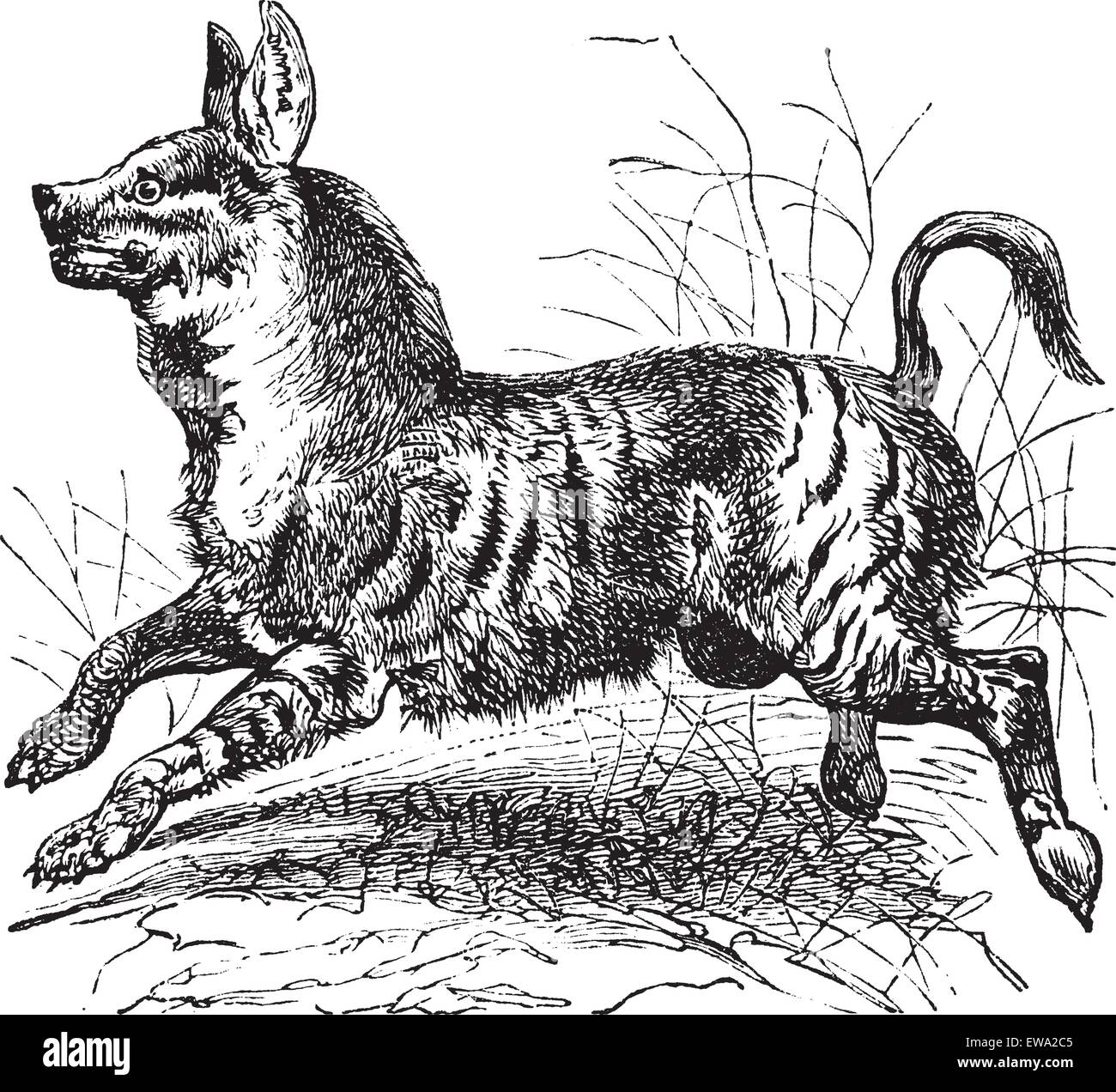 Striped hyena picture Stock Vector Images - Alamy