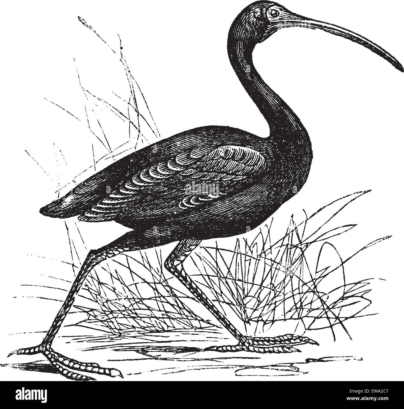 Ibis Stock Vector Images - Alamy