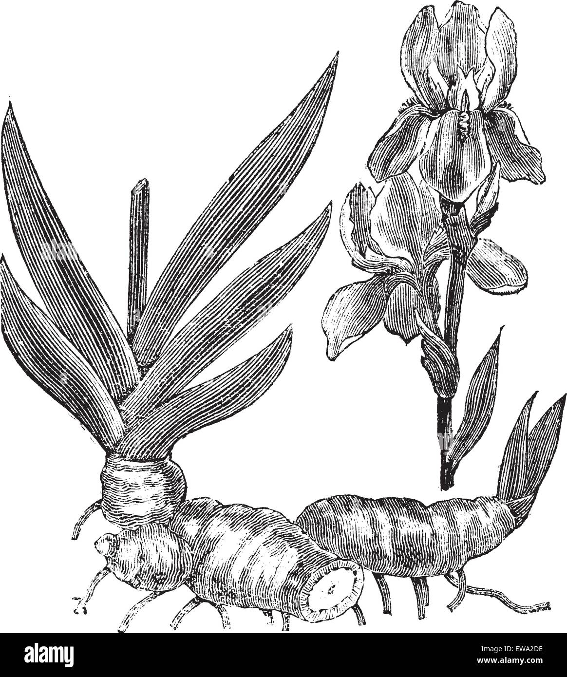 Orris root botanical illustration hi-res stock photography and images ...