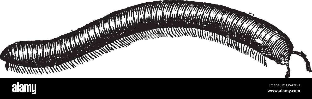 Millipede vector vectors hi-res stock photography and images - Alamy