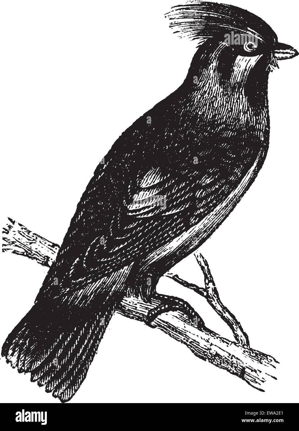 Bohemian Waxwing or Bombycilla garrulus,vintage engraving. Old engraved ...