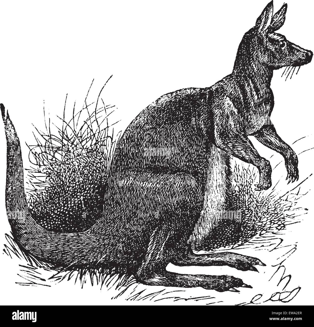 Big Kangaroo vintage engraving. Old engraved illustration of beautiful ...