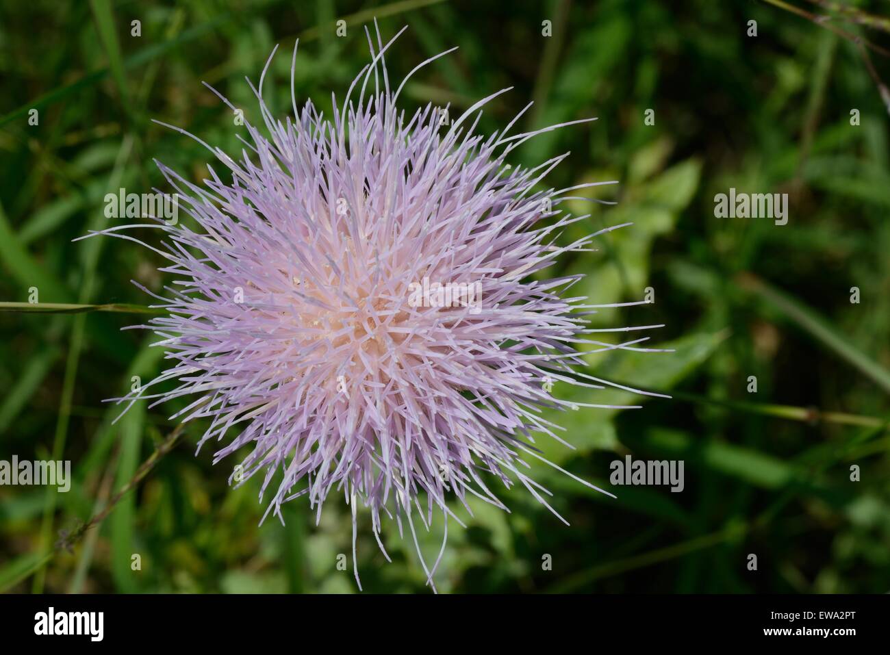 Native thistle hi-res stock photography and images - Alamy