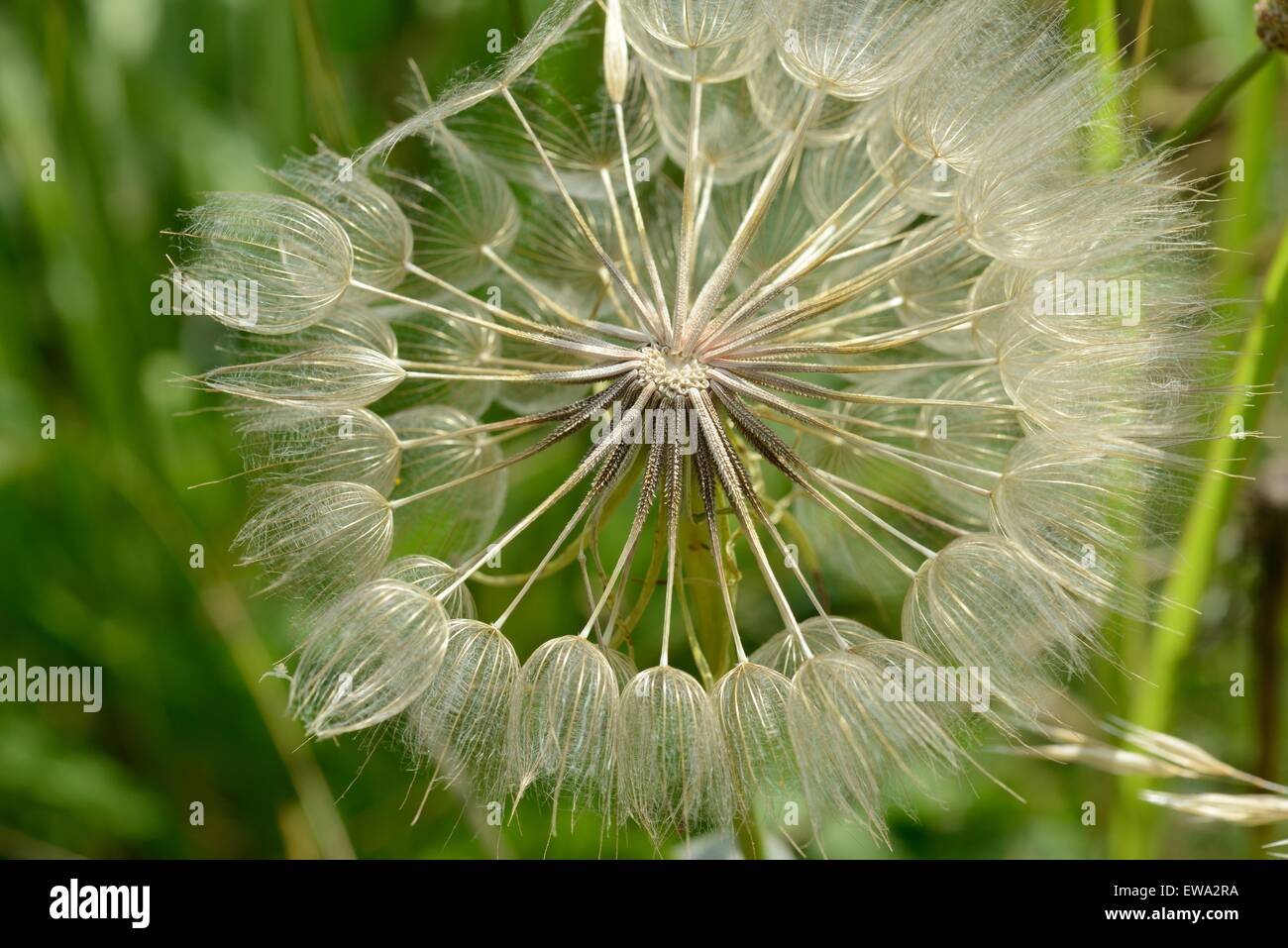 False dandelion blossom hi-res stock photography and images - Alamy