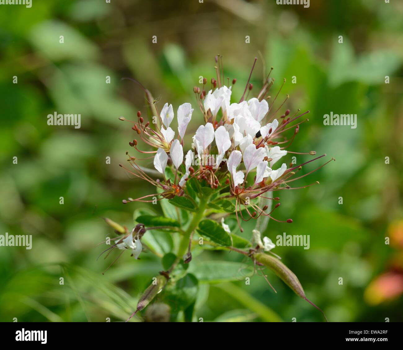 Polanisia dodecandra hi-res stock photography and images - Alamy