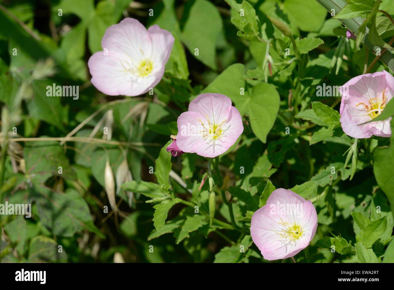 Pink evening primrose hi-res stock photography and images - Alamy
