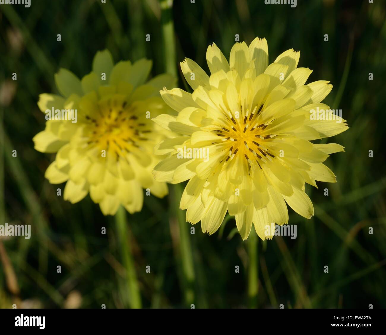 False dandelion hi-res stock photography and images - Alamy