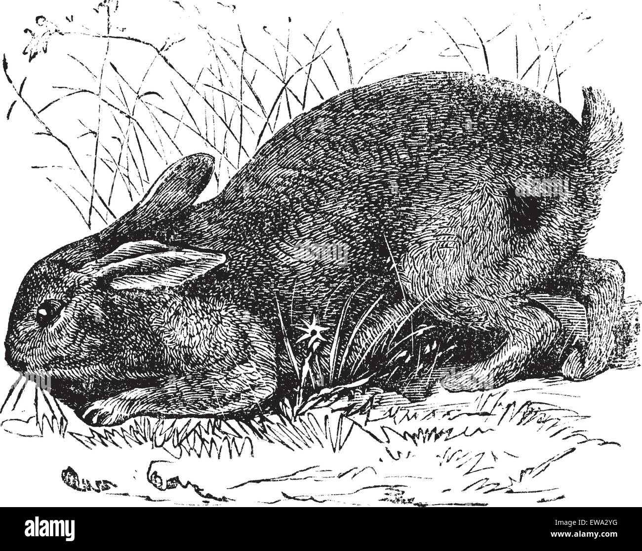 Common Rabbit (Lepus cuniculus) or European Rabbit vintage engraving ...