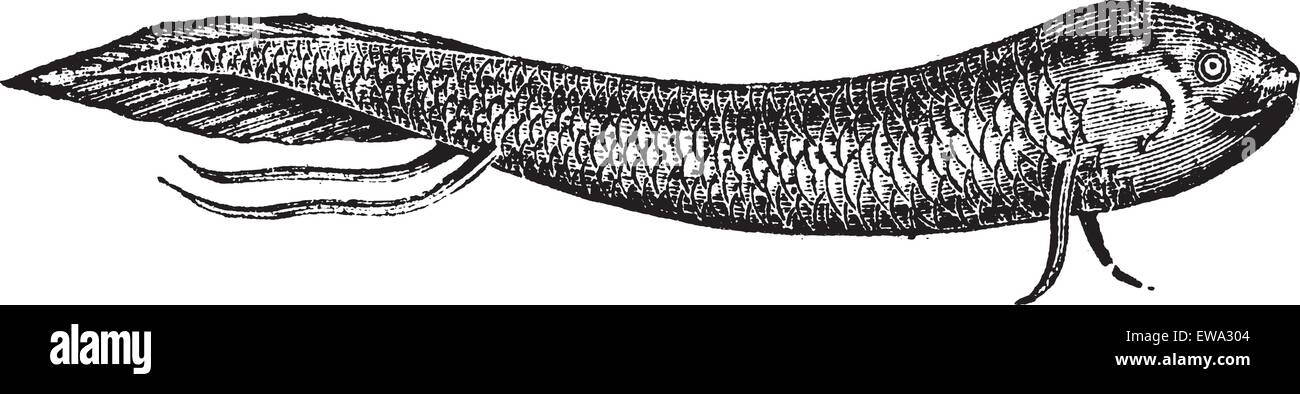 Lungfish drawing Cut Out Stock Images & Pictures - Alamy