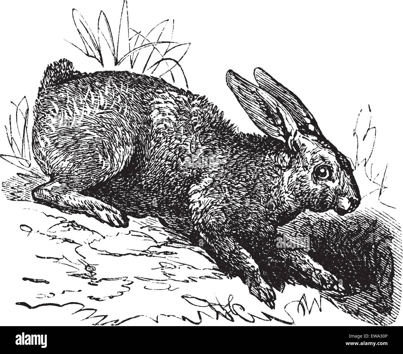 Snowshoe Hare Drawing