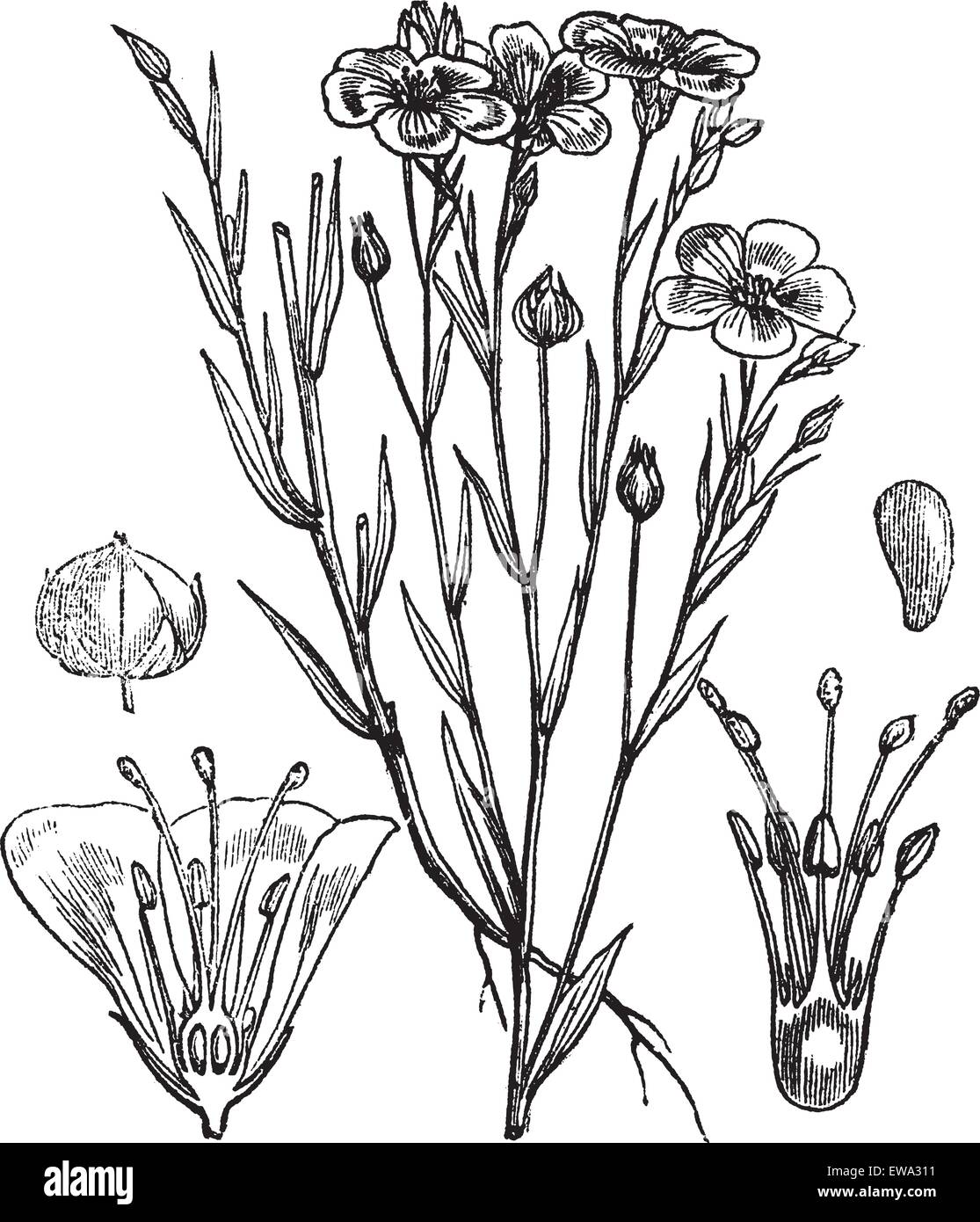 Linum usitatissimum illustration hi-res stock photography and images ...