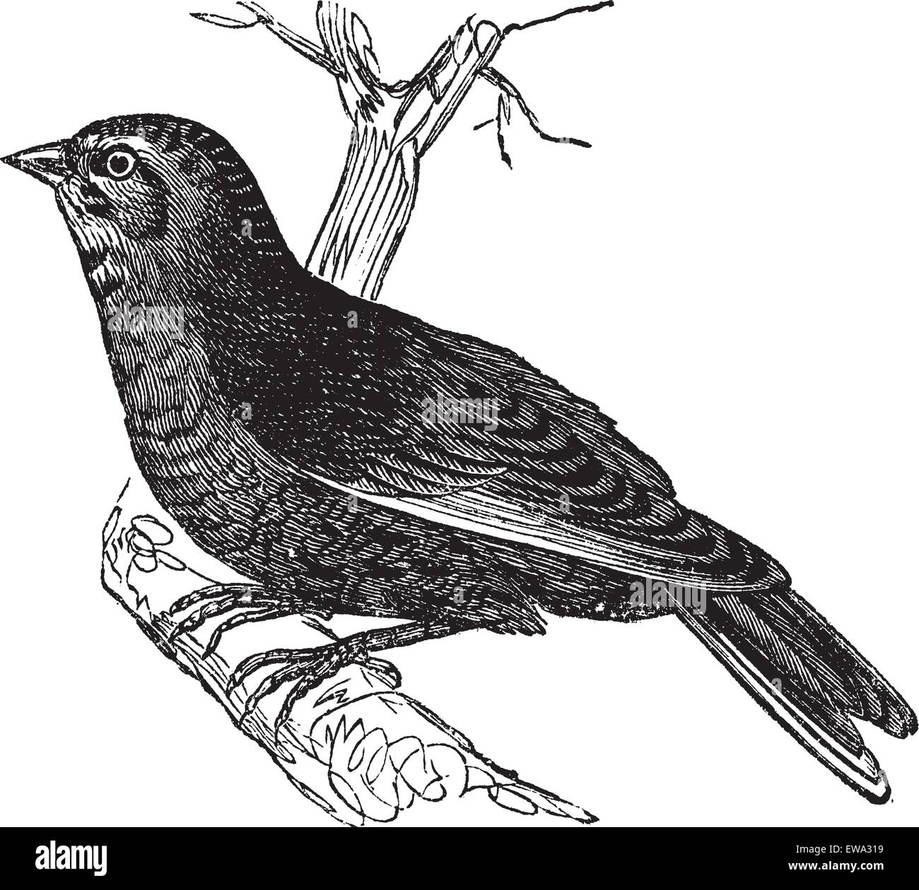 Common linnet Stock Vector Images - Alamy