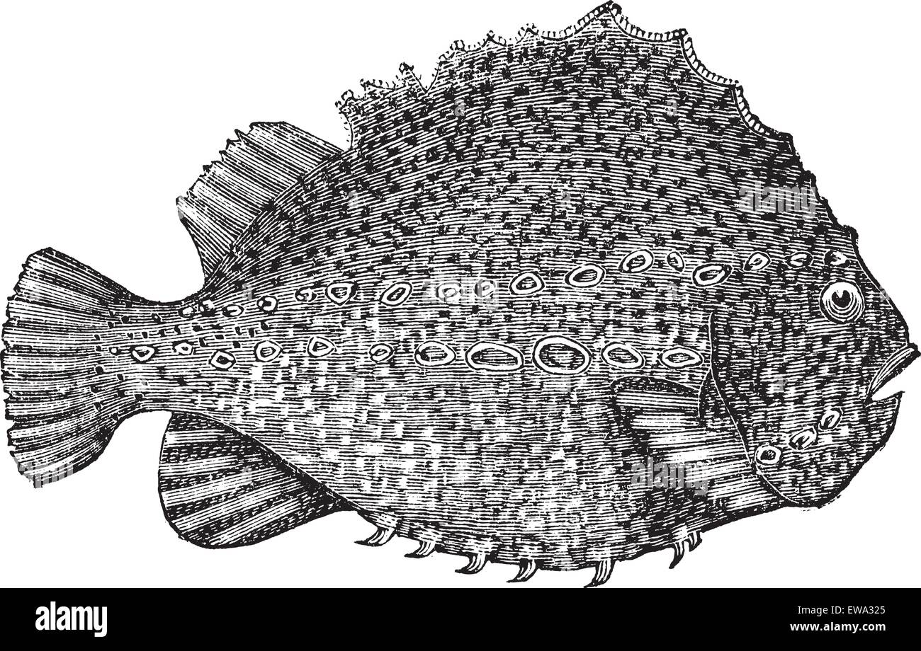 Lumpsucker or Cyclopterus lumpus or lumpfish, vintage engraving. Old ...