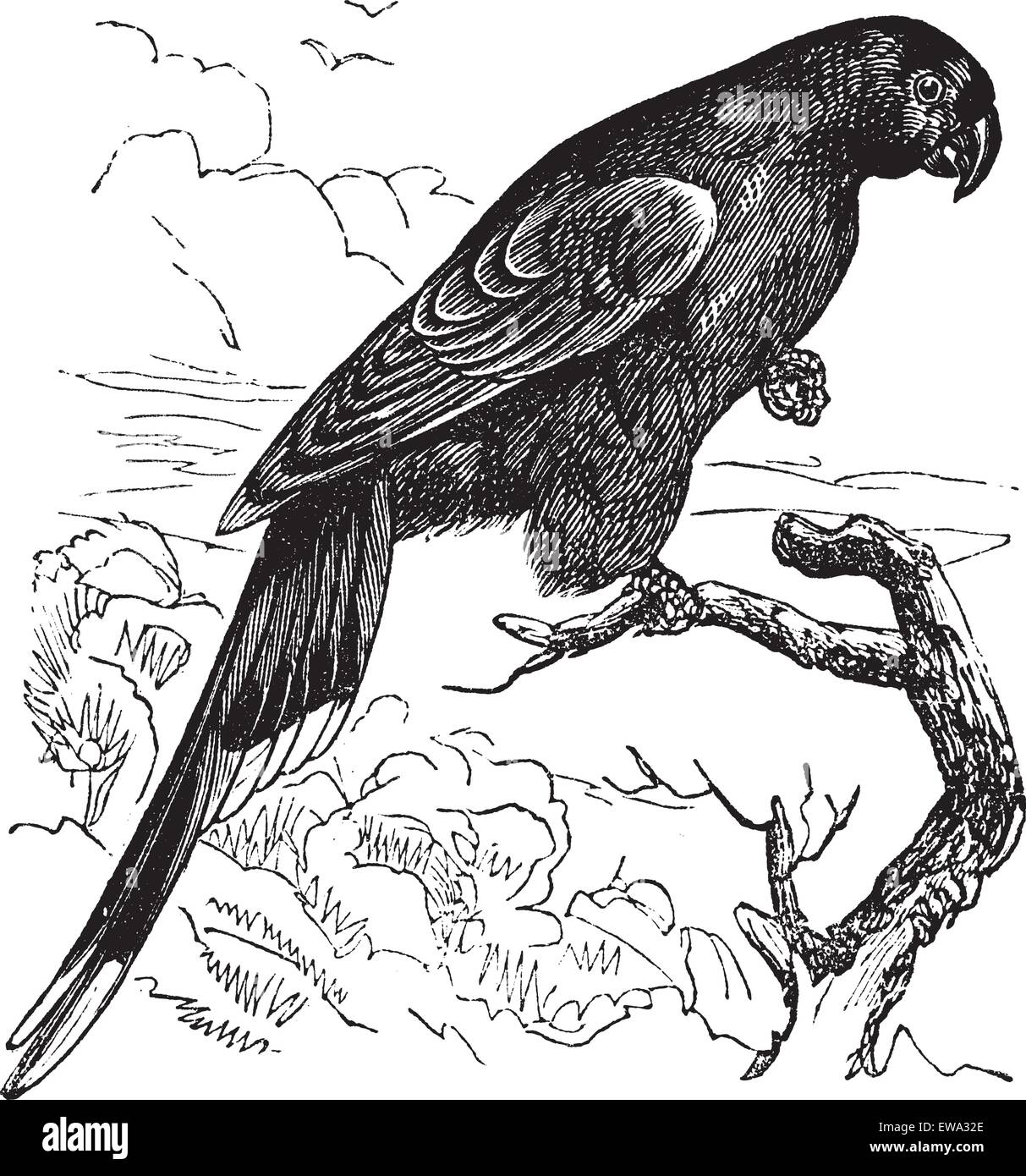 Papuan Lorikeet or Charmosyna papou or Stella's Lorikeet or Mount ...