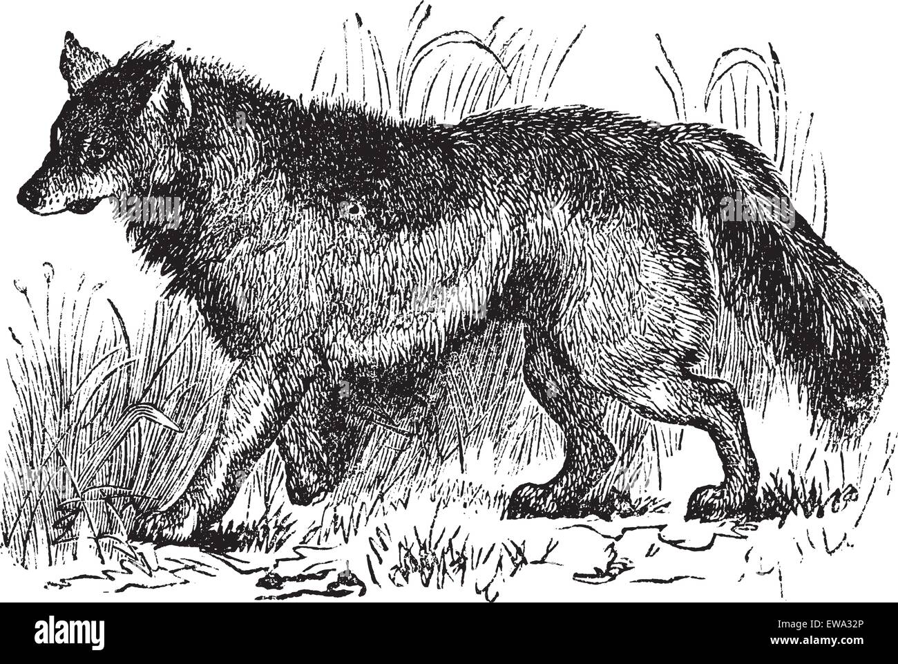 Coyote or Canis latrans or American jackal or Prairie wolf, vintage ...