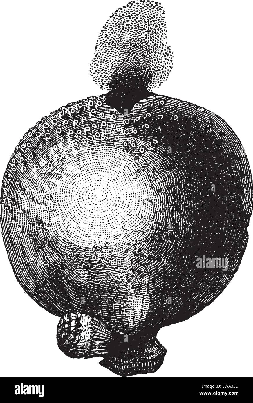 Old puffball Stock Vector Images - Alamy