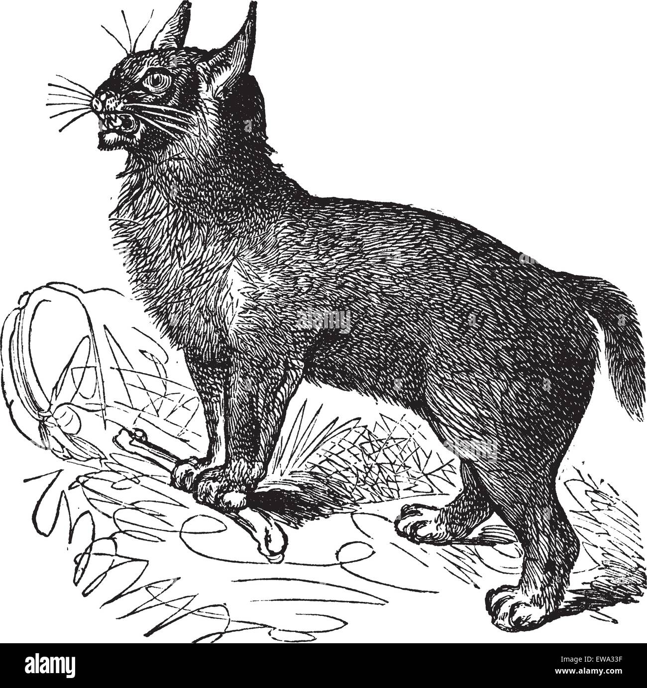 Illustration of lynx hi-res stock photography and images - Alamy