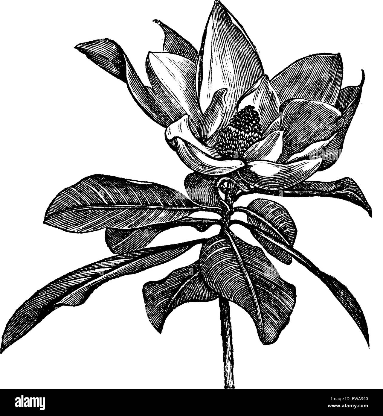 Southern Magnolia Flower Drawing