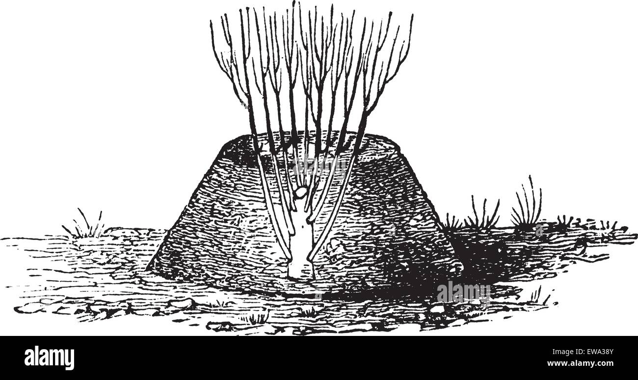 Marcotting Stock Vector Images - Alamy