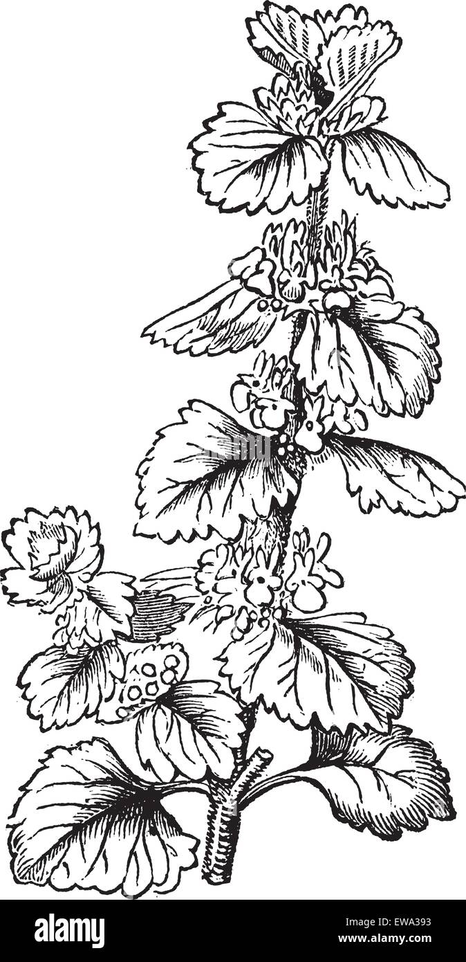 Common Horehound or Marrubium vulgare or White Horehound, vintage ...