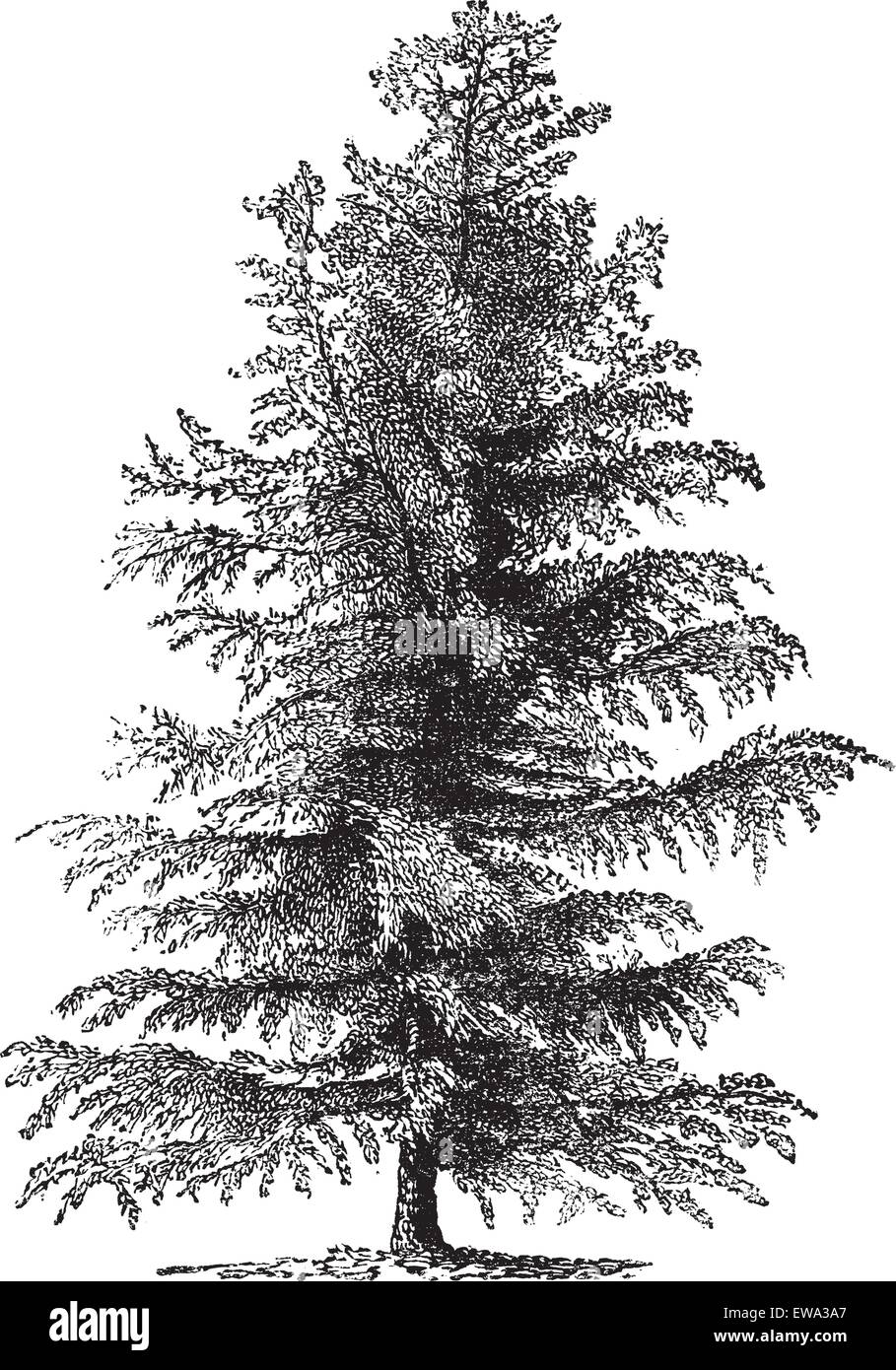 Larix decidua leaf Stock Vector Images - Alamy