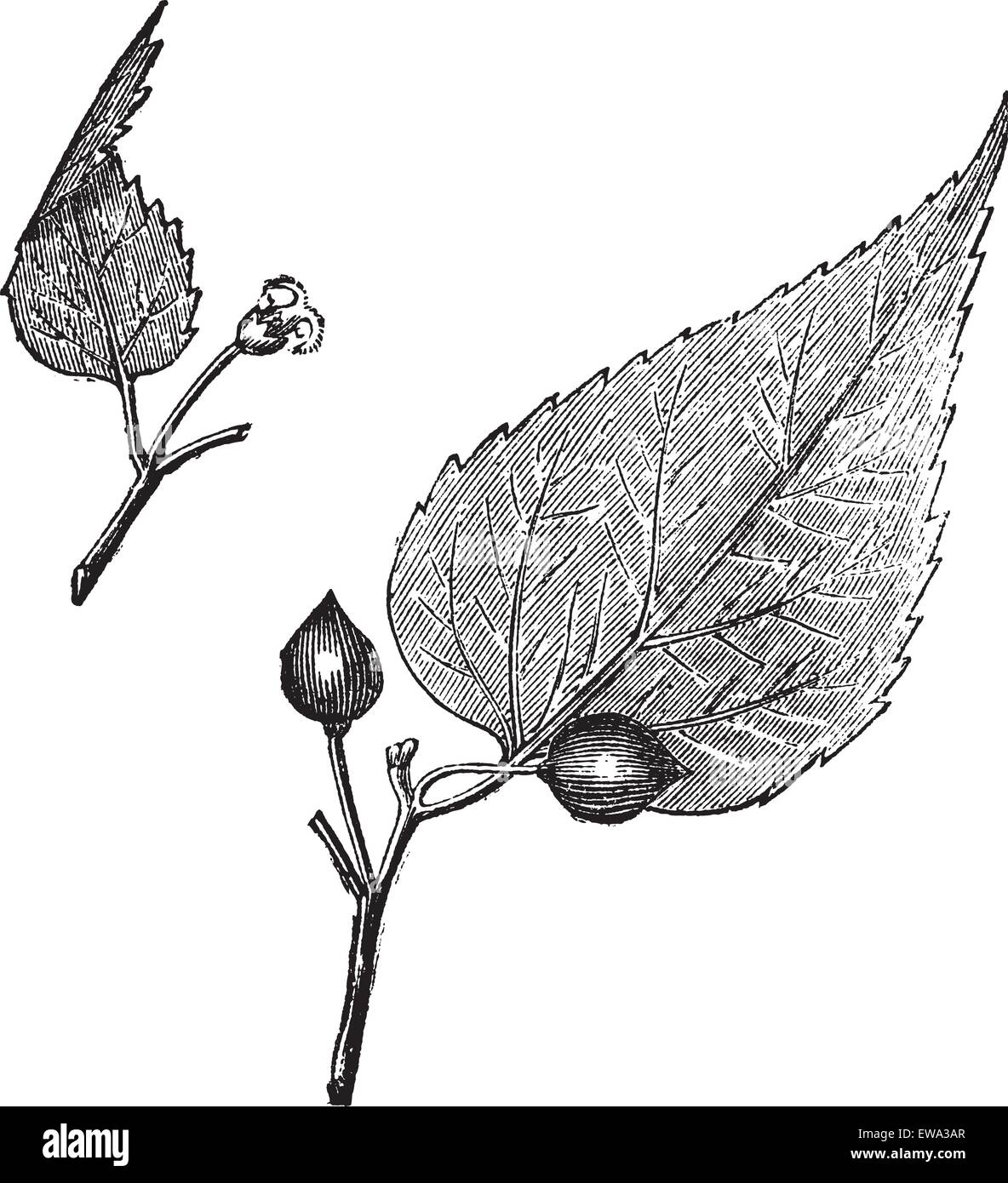 Hackberry tree Stock Vector Images - Alamy