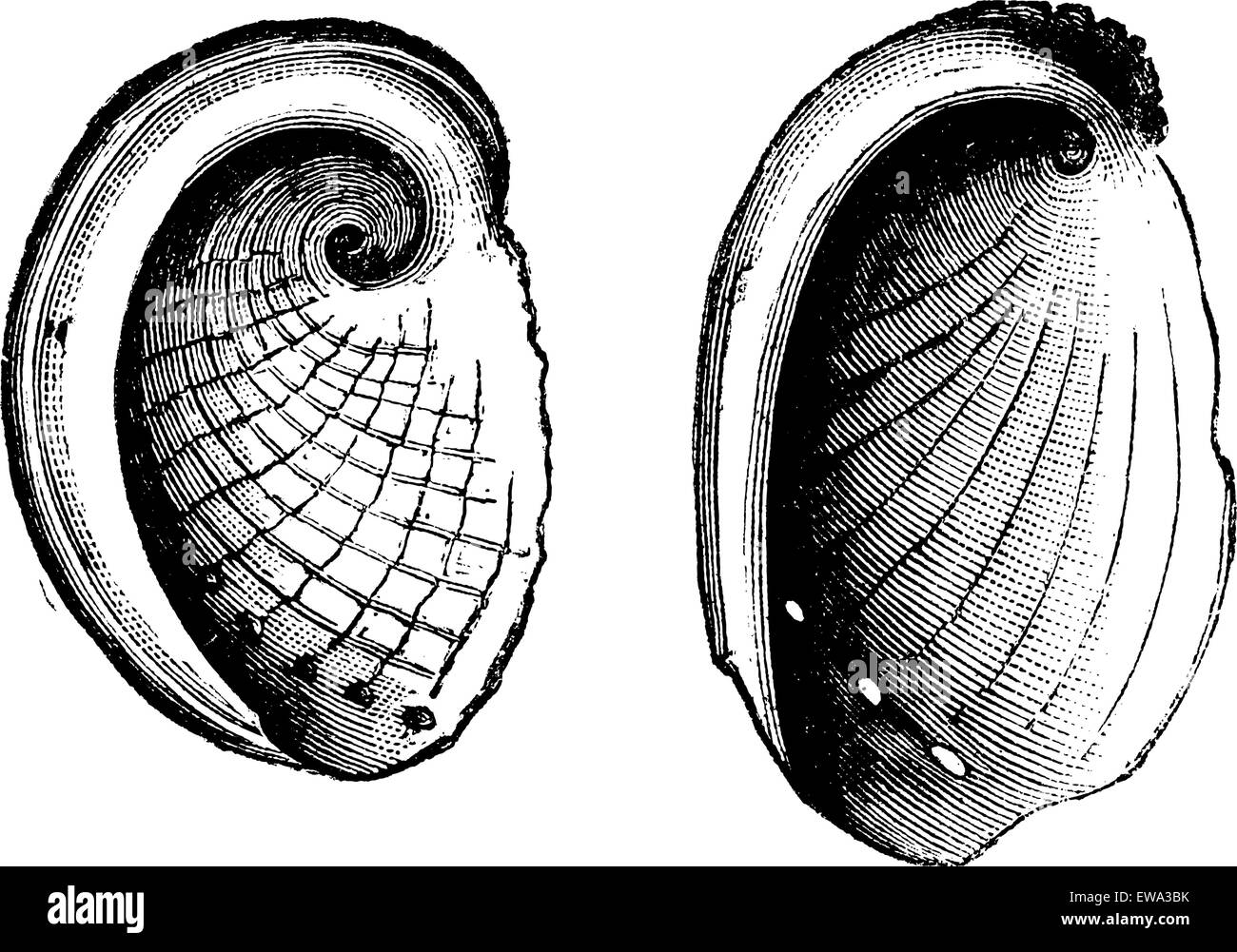 Haliotis hi-res stock photography and images - Alamy