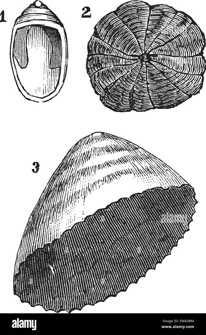 Shell of limpet Stock Vector Images - Alamy