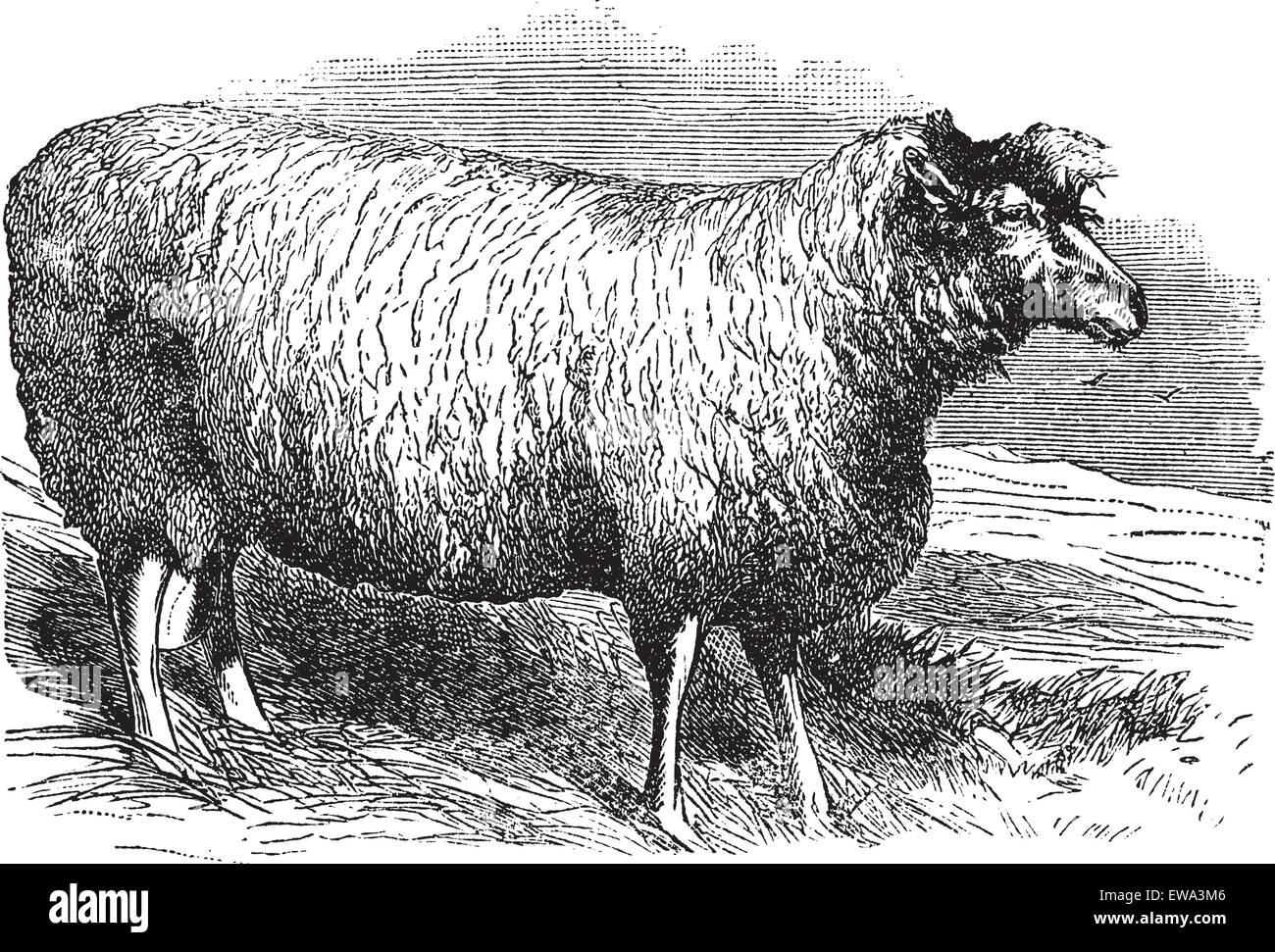 Dishley leicester sheep Stock Vector Images - Alamy