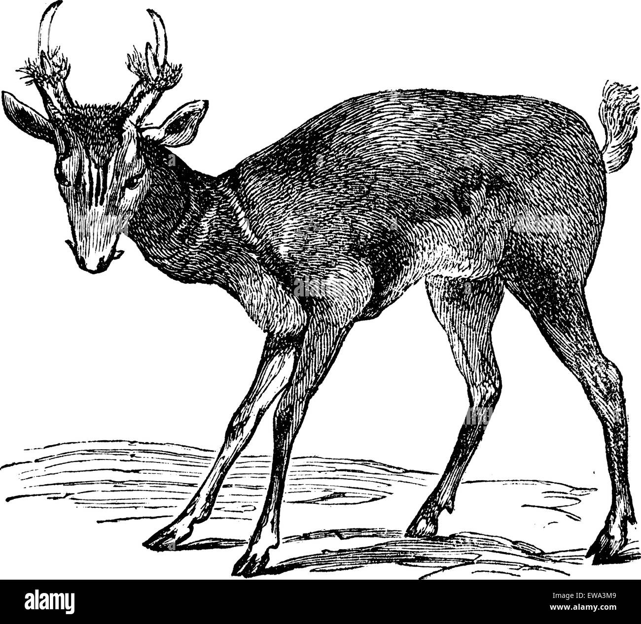 Common muntjac (cervulus vaginalis) or Barking deer or Common Muntjac ...