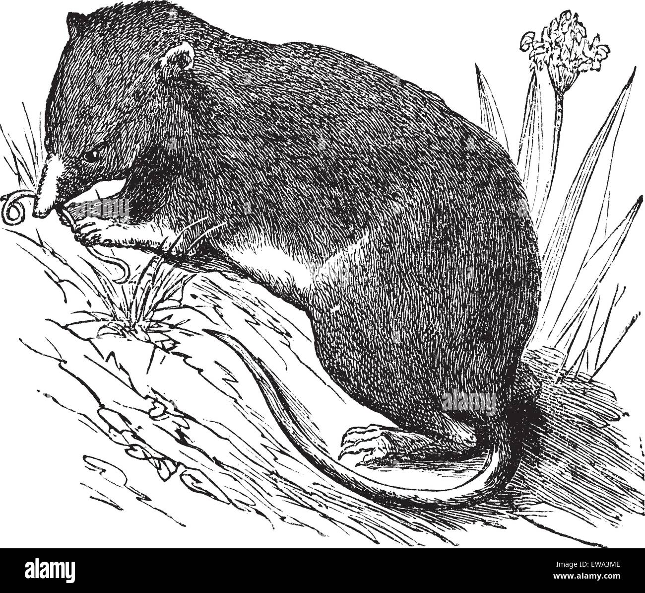 Shrew Animal Drawing