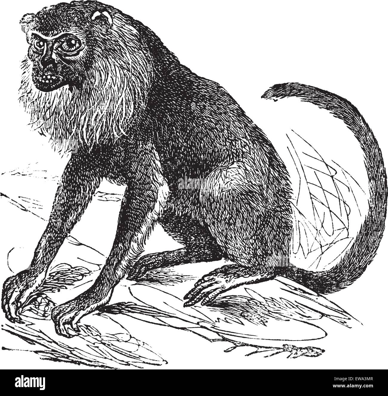 Old howler Stock Vector Images - Alamy