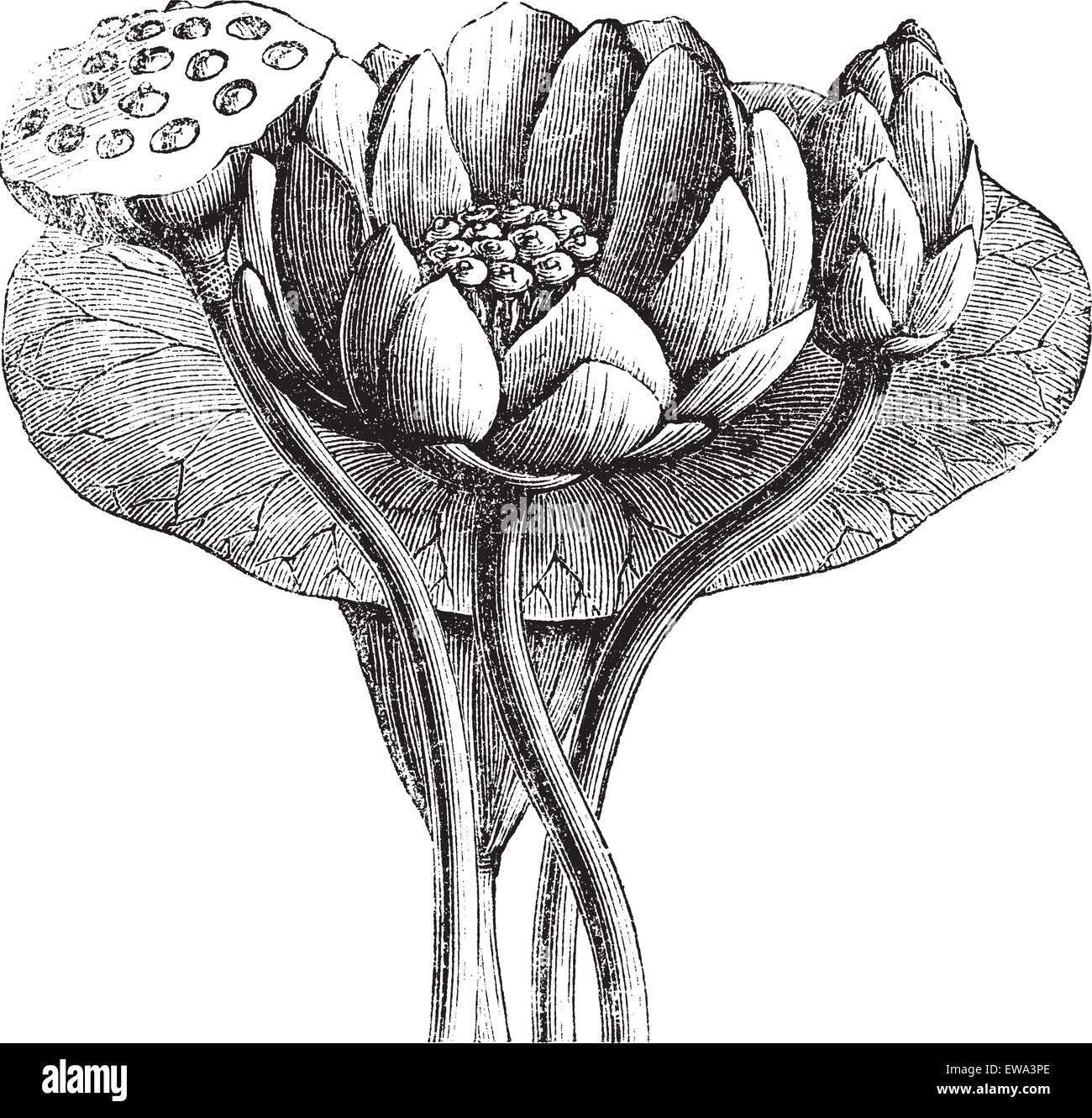 Lotus Seed Pod Drawing