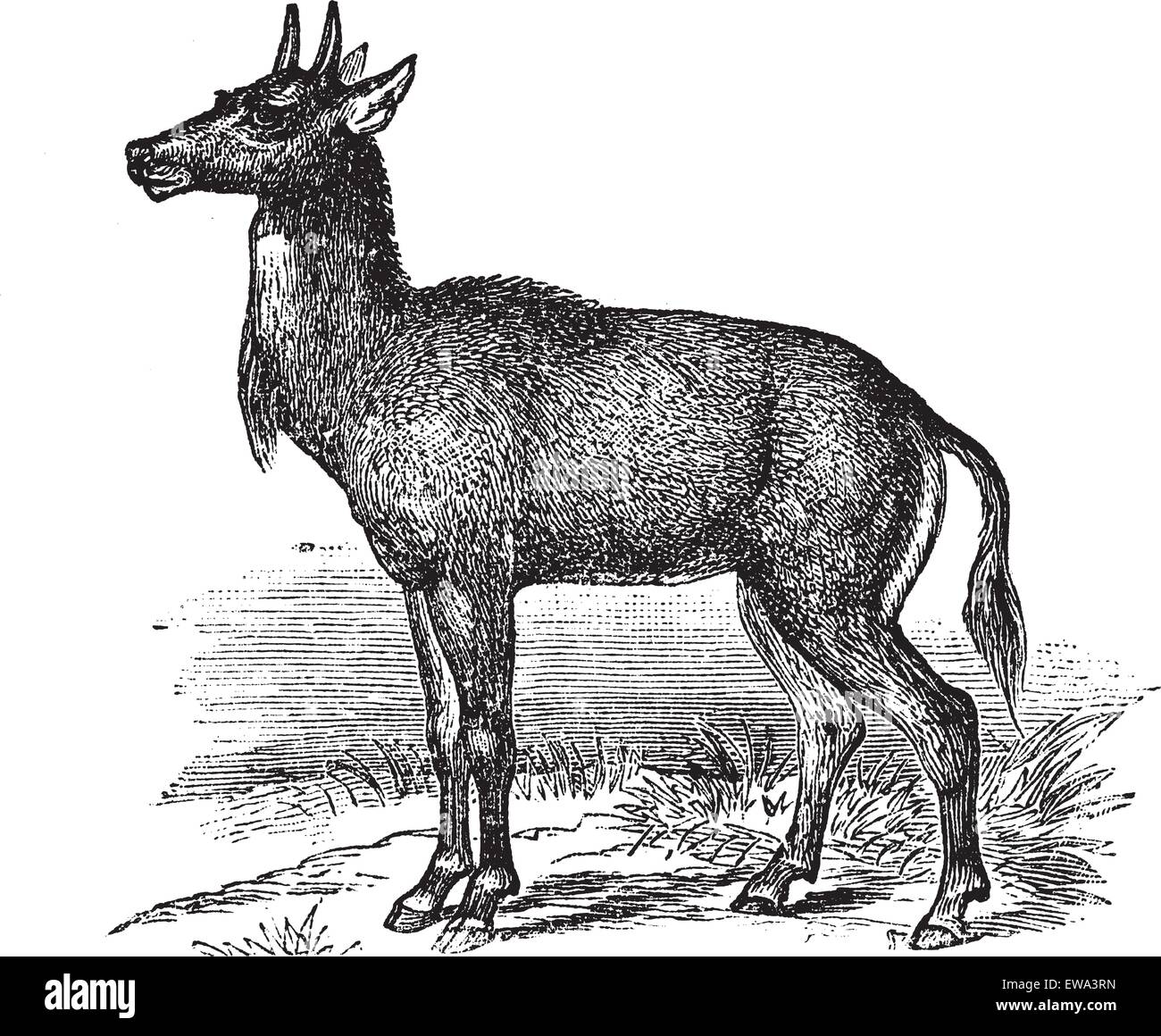 Nilgai or Nilgau or Boselaphus tragocamelus, vintage engraved ...