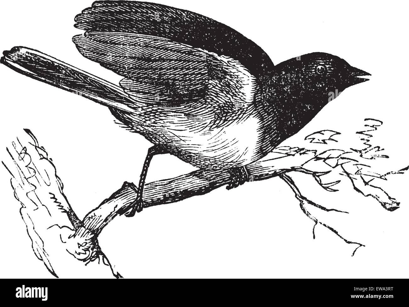 Dark eyed junco Stock Vector Images - Alamy